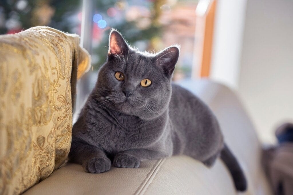 7 diferenças entre as raças british shorthair e chartreux - O Diário de ...