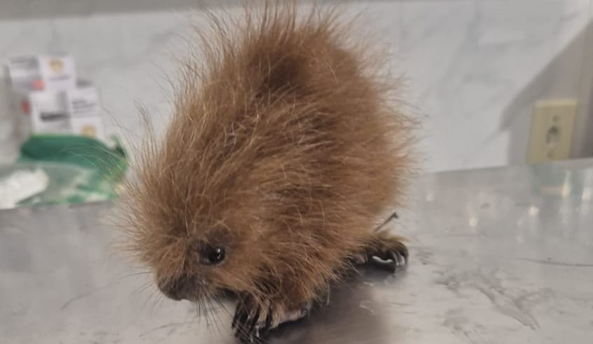 Filhote de ouriço-cacheiro é resgatado pela Zoonoses de Mogi - O Diário ...